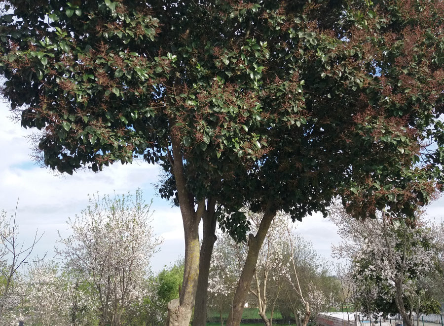 Spain, Large Country House In 2 Hectares Of Land - SP0207 - Sustainable ...